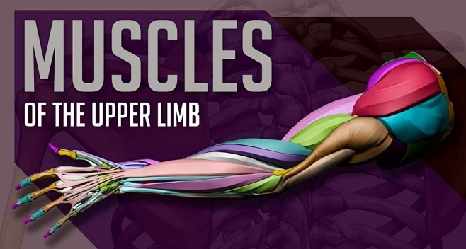 Upper limb muscles-花瓣网