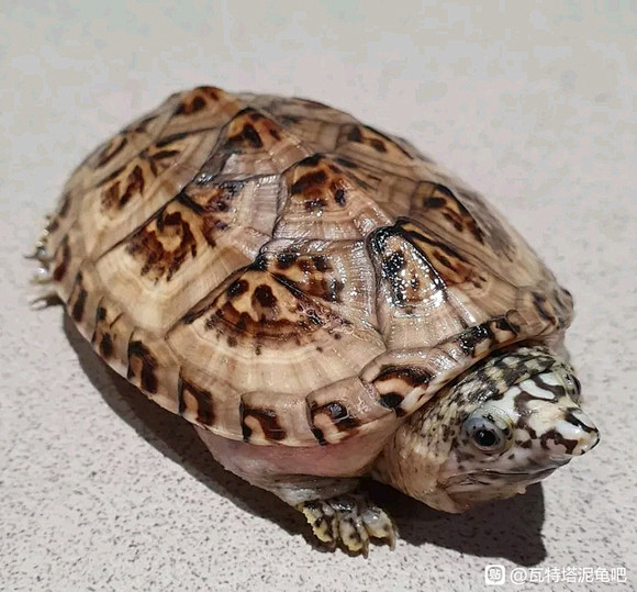 墨西哥蛋龟（Staurotypus triporcatus）