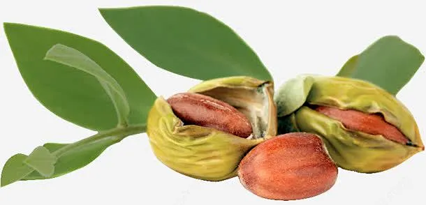 荷荷巴pngpng免抠素材_新图网 https://ixintu.com 荷荷巴 png-花瓣网