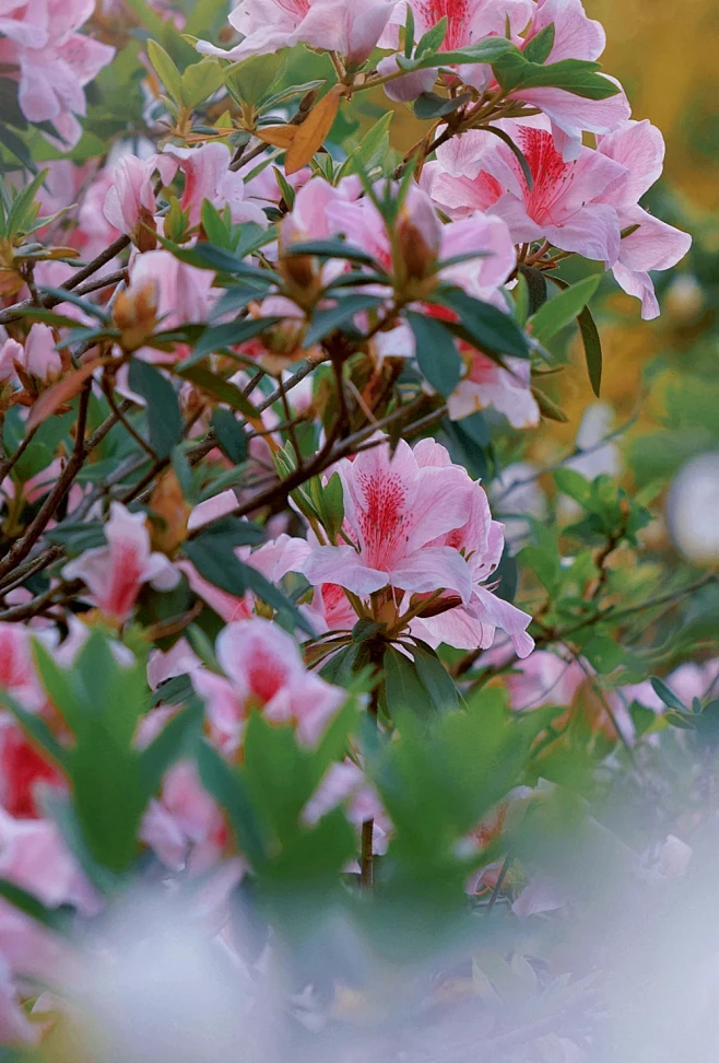 锦绣杜鹃 别名毛鹃、大叶杜鹃杜鹃花科杜鹃花属 半常绿灌木，花期2-4月，果期9-10月。 生物特性：喜温暖至凉爽的环境，对于干旱耐受性差，但忌 ...