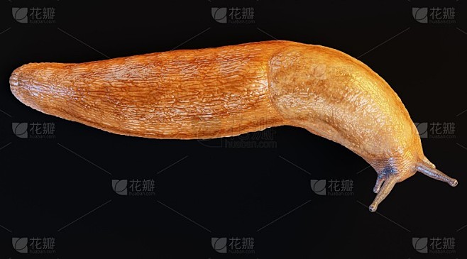 Dusky Arion - Slug的逼真3D渲染