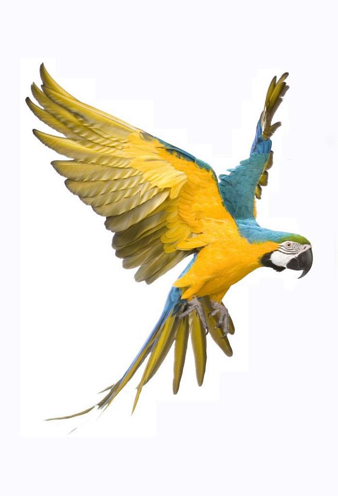 Parrot Facts _Education _Parrot _Biology _Facts _Kids