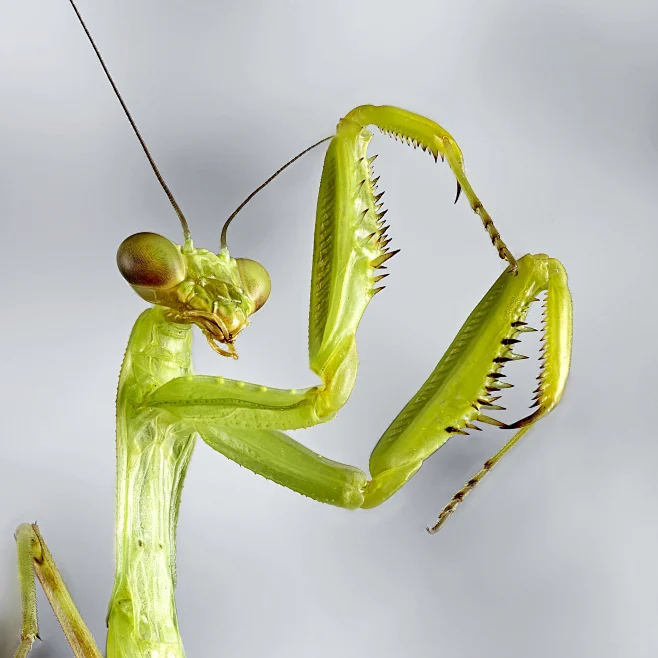 Mantis : Mantis-花瓣网