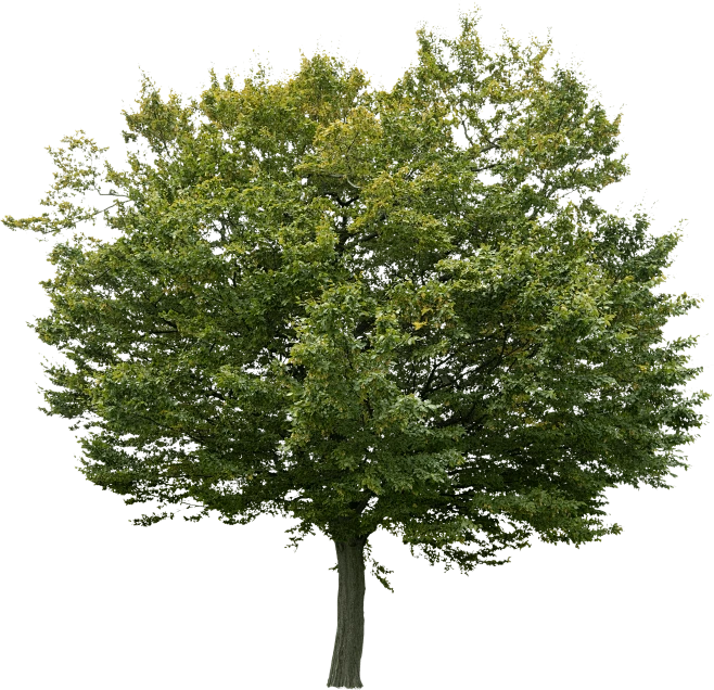 meye carpinus betulus cut out tree in png-花瓣网