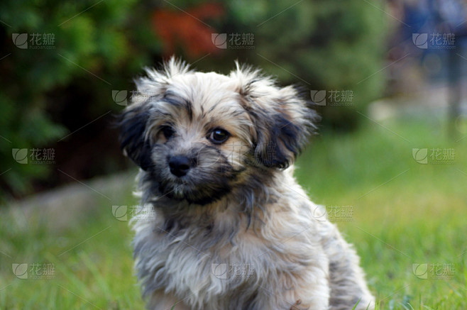 哈瓦那犬,草地,可爱的,纯种犬,肖像,图像,狗,哺乳纲,草,小的