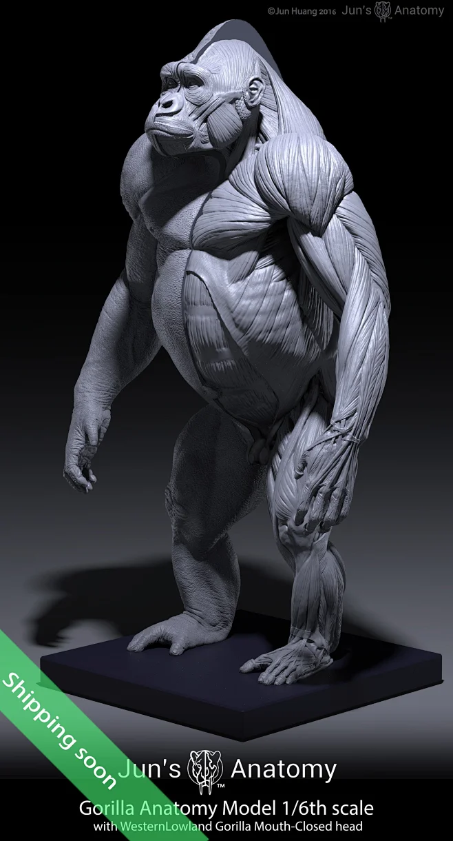 Gorilla Anatomy model 1/6th scale v.1 : PRE-ORDER Gorilla anatomy model ...