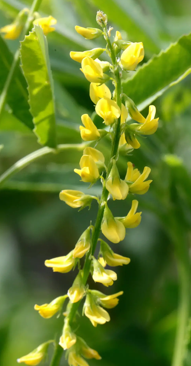 【草木犀】豆科，草木樨属。 学名：Melilotus officinalis (L.) Pall.； 别名：草木樨、辟汗草、黄香草木犀。