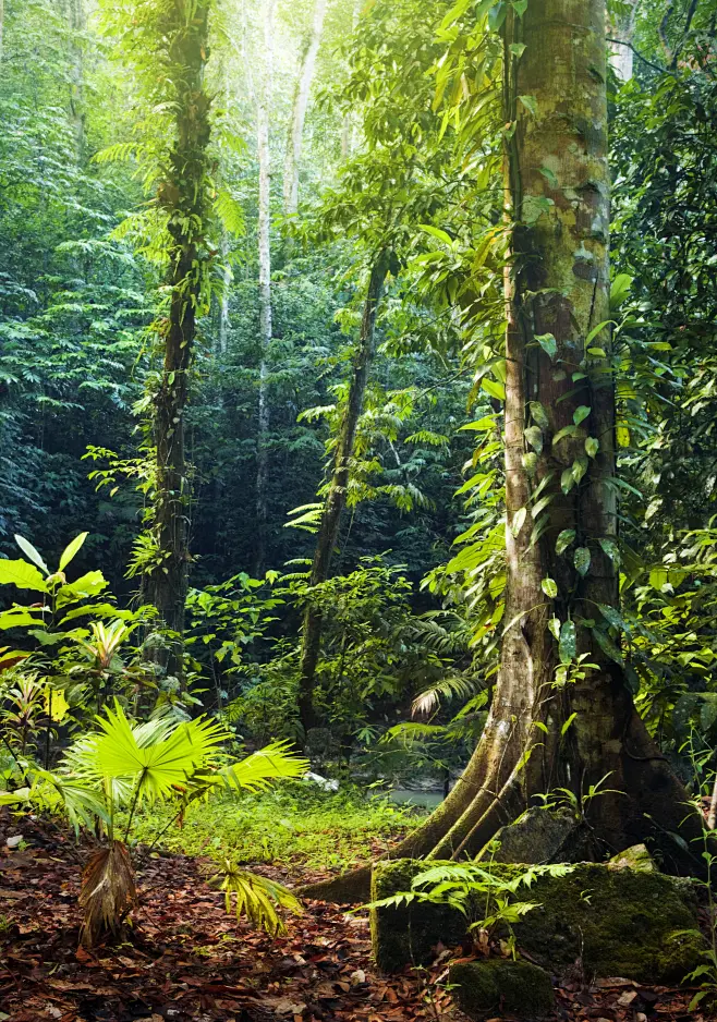 vertical-forest.jpg (3506×5000)-花瓣网