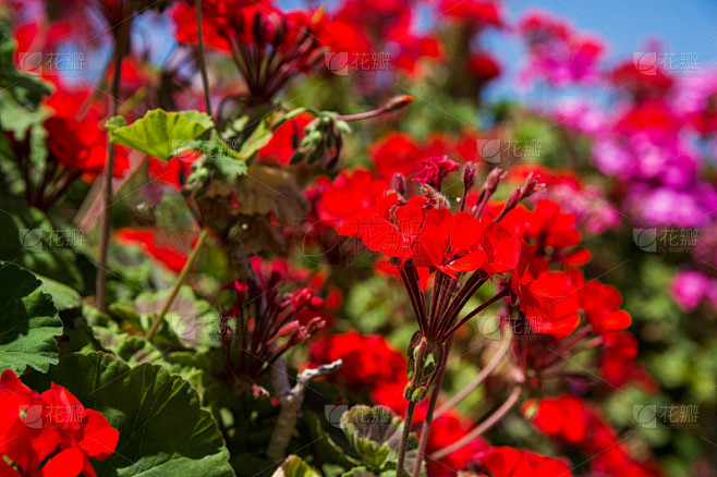 Green bush with Geranium Sanguineum flowers in fro