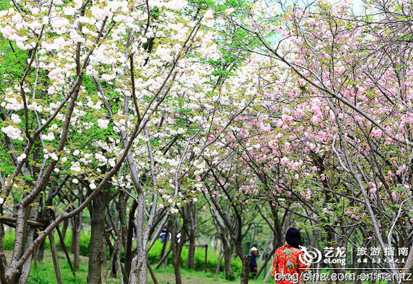 【浙江绍兴】宛委山樱花盛开的浪漫时刻, 南麂土著旅游攻略