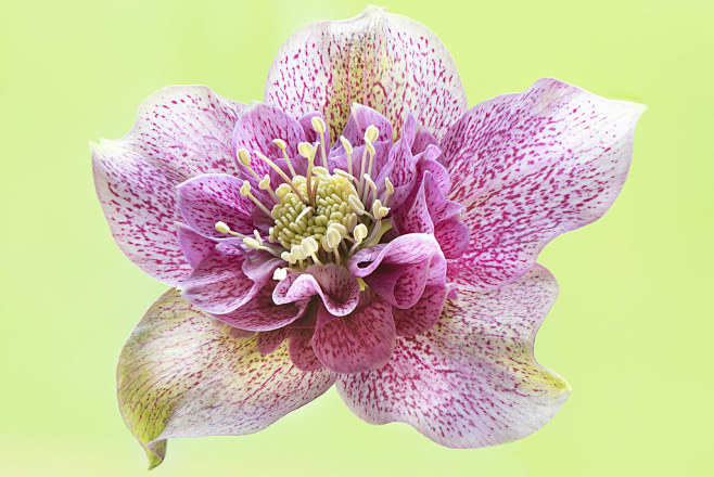 First Hellebore 2020 | 相片擁有者 Jacky Parker Photography