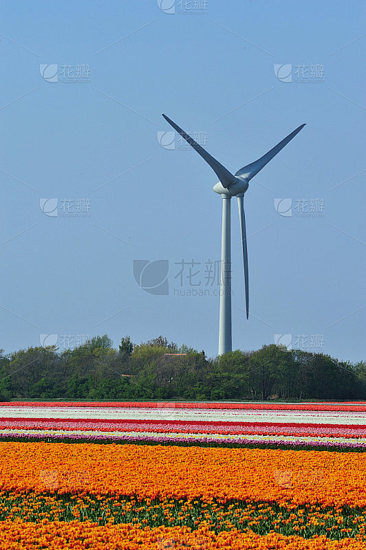 郁金香和风力涡轮机