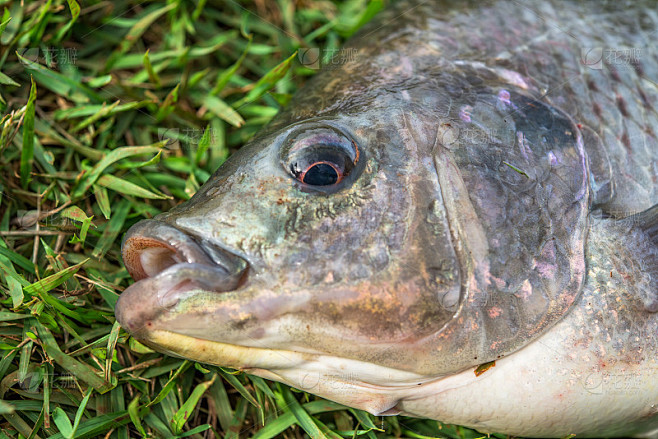 养鱼。Coptodon rendalli。鱼