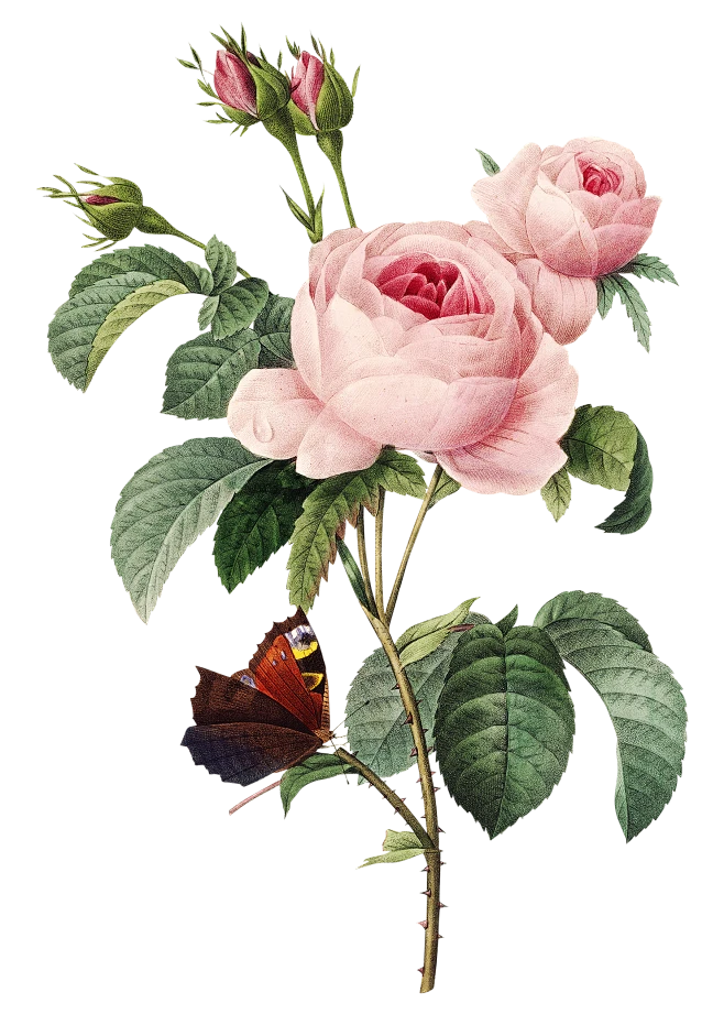 Roses (58)-花瓣网