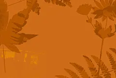 Bowles & Wyer — Carter Wong Design-花瓣网