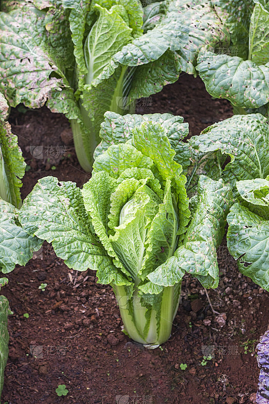 中国Cabbage-Michilli