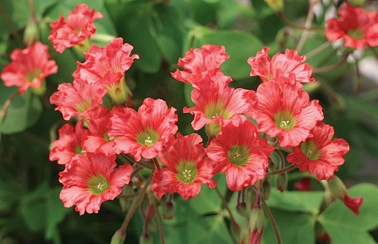 Oxalis sp. orange var. Crispiflora（皱瓣） 习性特征：稀有酢。-花瓣网