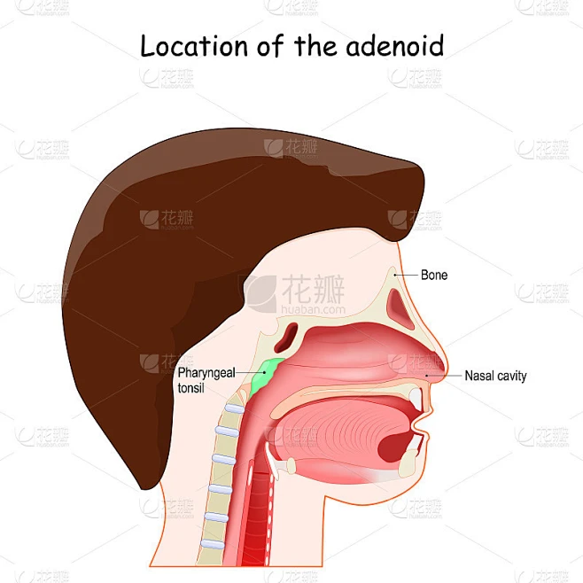 adenoid location. Lymphatic system素材-花瓣网