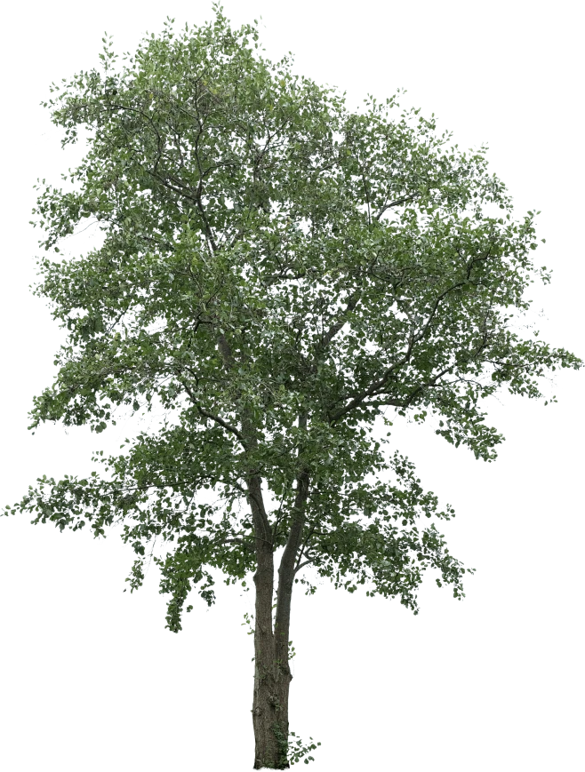 meye alnus glutinosa cut out tree in png-花瓣网