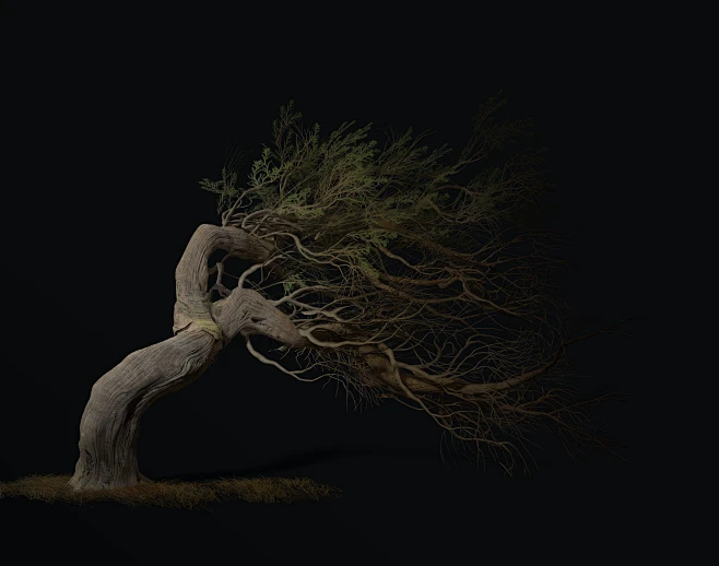 Foliage Tree Creation in Maya and Zbrush Tutorial: Renders!-花瓣网
