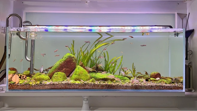 观缸赏鱼时刻！绿藻被吃的元凶找到了！ - 原生态造景 - CTA南美水族 - Powered by Discuz!-花瓣网