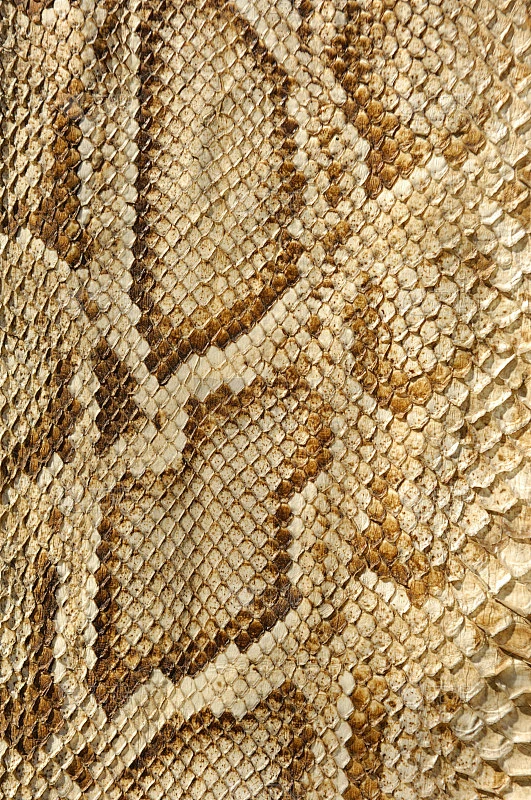 snakeskin-Texture-花瓣网