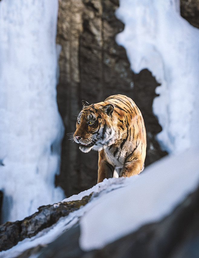 tiger in snow