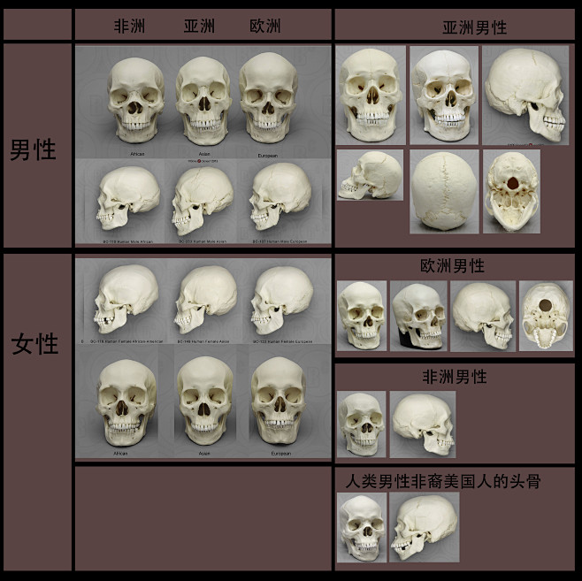 人类头骨研究_ok
