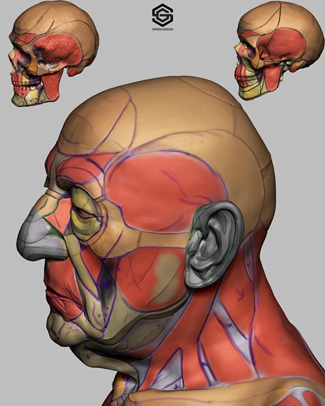 Head - Anatomical/Structural Study-花瓣网