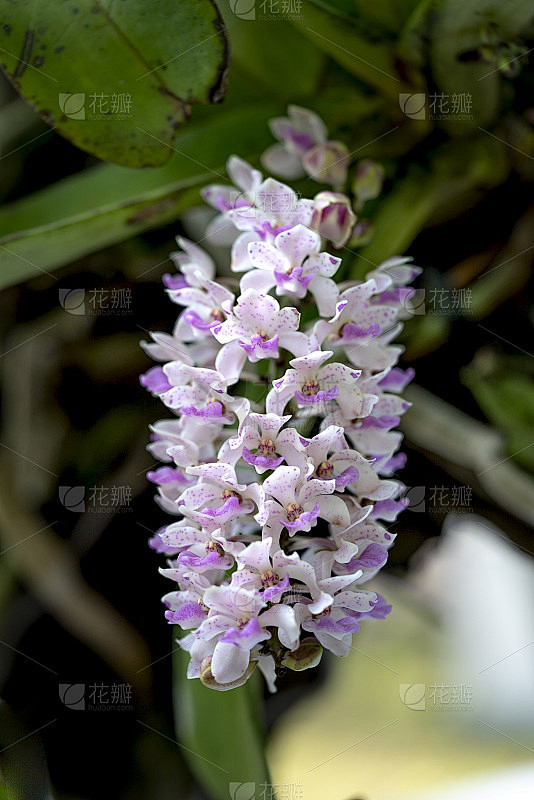 何首乌，花园中美丽的天然兰花。