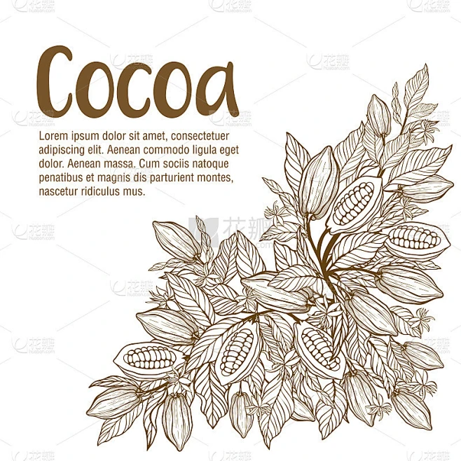 可可豆插图。巧克力可可豆。素材-花瓣网