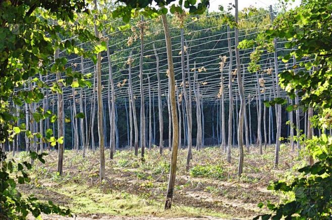 农业,地形,传统,肯特岛,视角,空的,环境,英国,自然美,农场