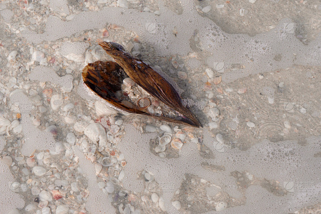 海滩上的Pen Shell
