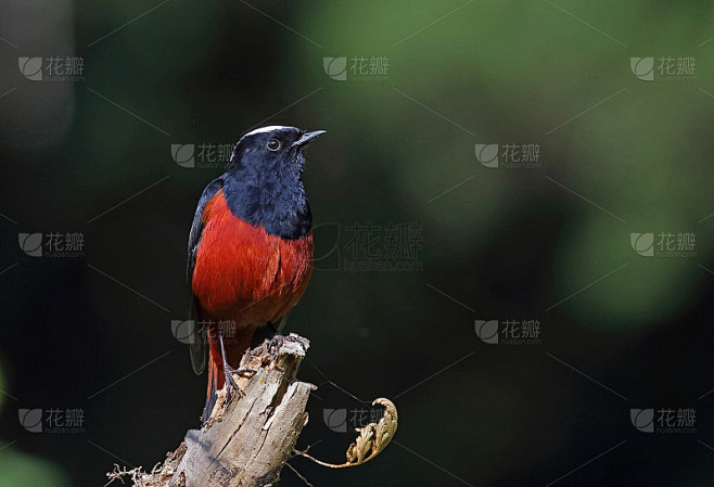 White-capped Water-redstart