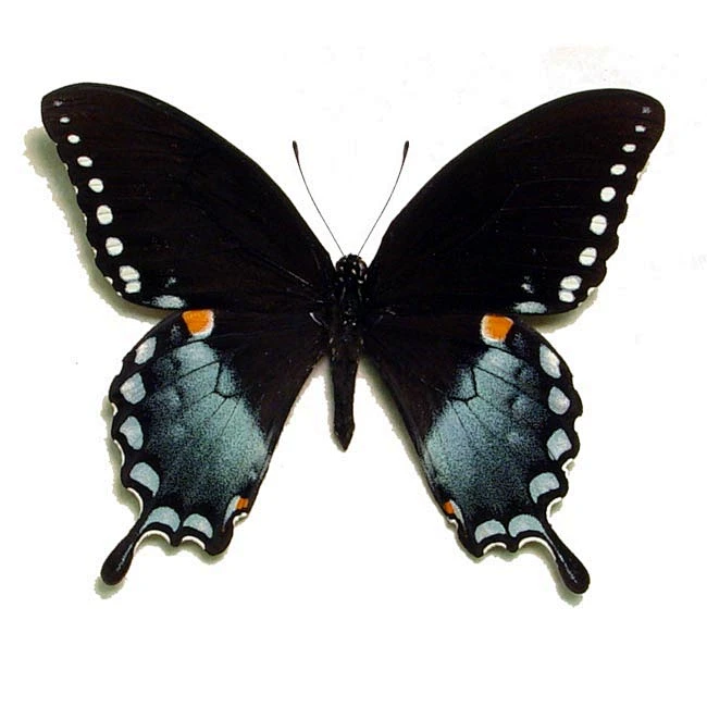 Papilio Troilus - Spicebush Swallowtail butterfly | Real Butterfly ...