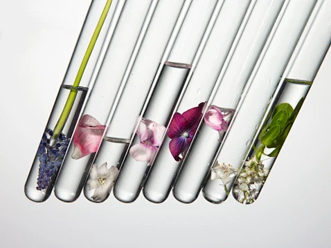 试管,自然,影棚拍摄,多色的,成一排_498504337_Colourful flowers and petals in test tubes ...