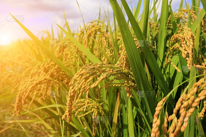 秋天的稻田素材-花瓣网