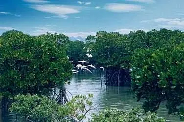 红树林_百度图片搜索-花瓣网