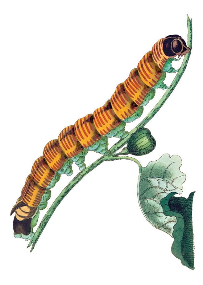 Insect (13)-花瓣网