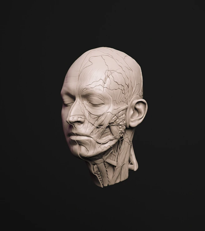 Man Head Ecorche, Martin Nikolov : Ecorche I did base on my Head scan ...