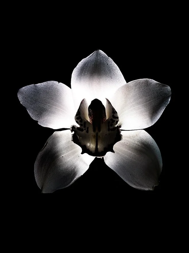 090125_Flower-090918.jpg-花瓣网