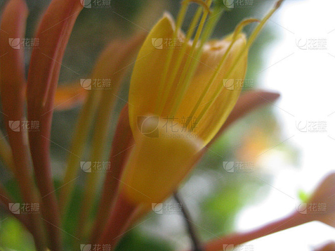 P.Spring橙色专辑