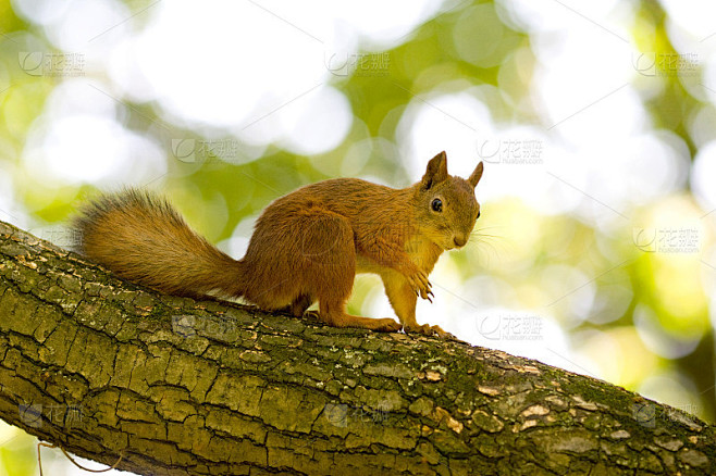 Squirel