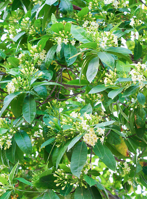 近坦布苏花(Fagraea fragrans Roxb.)