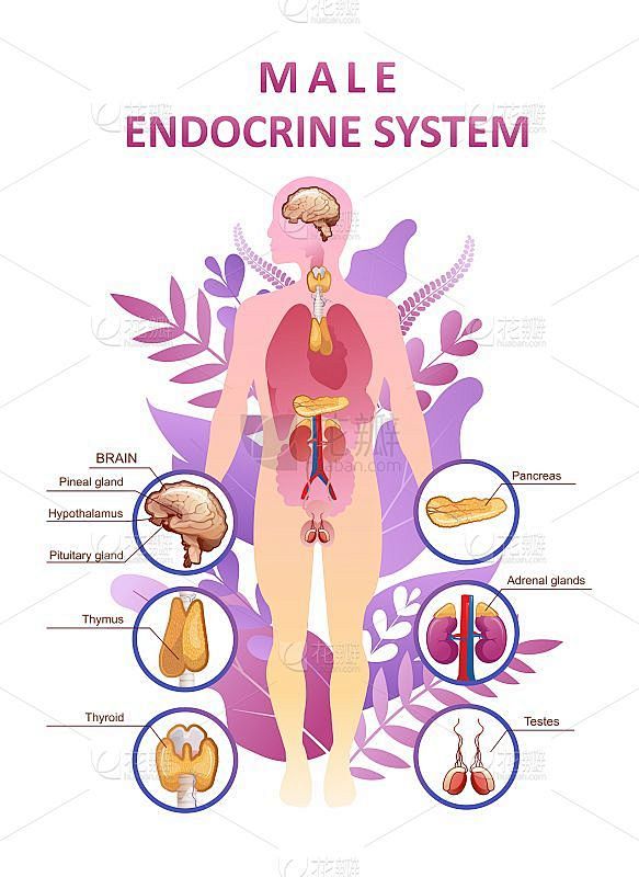 human endocrine system organs poster