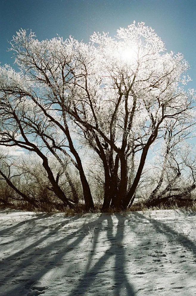 trees ~ Parker Fitzgerald Photography-花瓣网