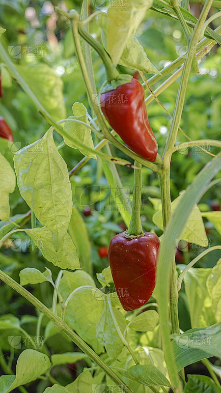 Piquillo Peppers特写3。