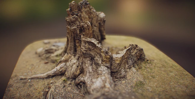 yegor-tsyba-old-tree-stump-5-2-花瓣网