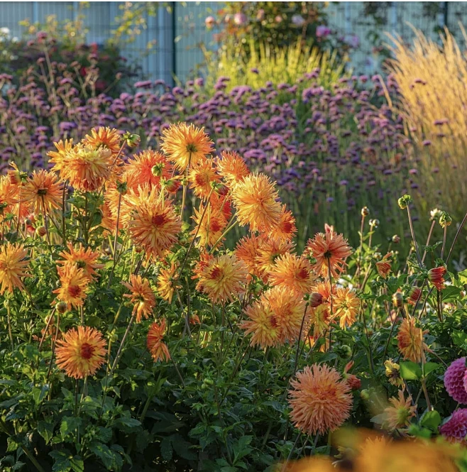 花瓣灵感详情页-花瓣网