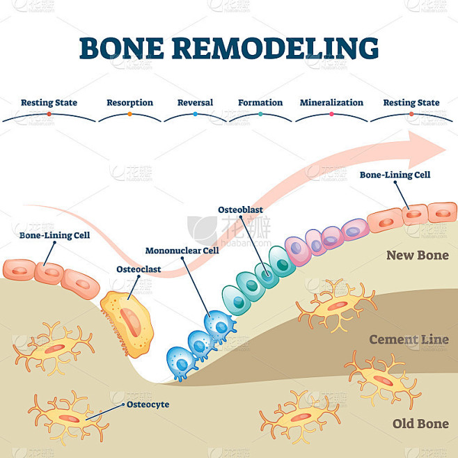 Bone remodeling process educational explanation wi